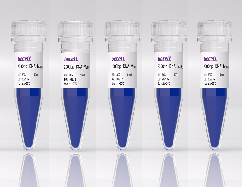 2000 DNA Marker